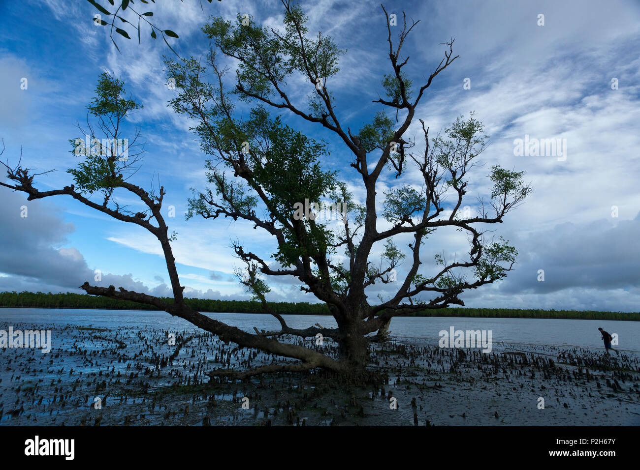 The Sundarbans, a UNESCO World Heritage Site and a wildlife sanctuary ...