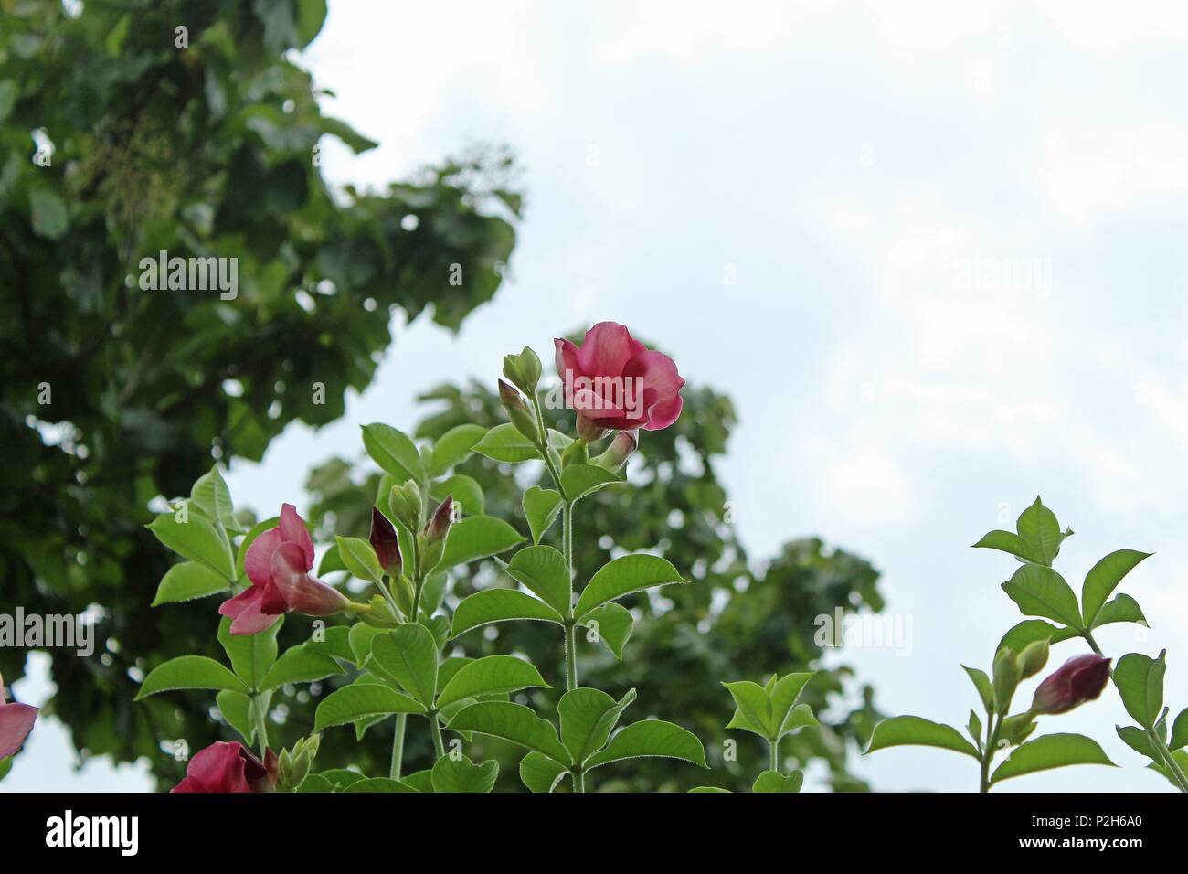 Purple Allamanda flower (Allamanda blanchetii) with green leaves and ...