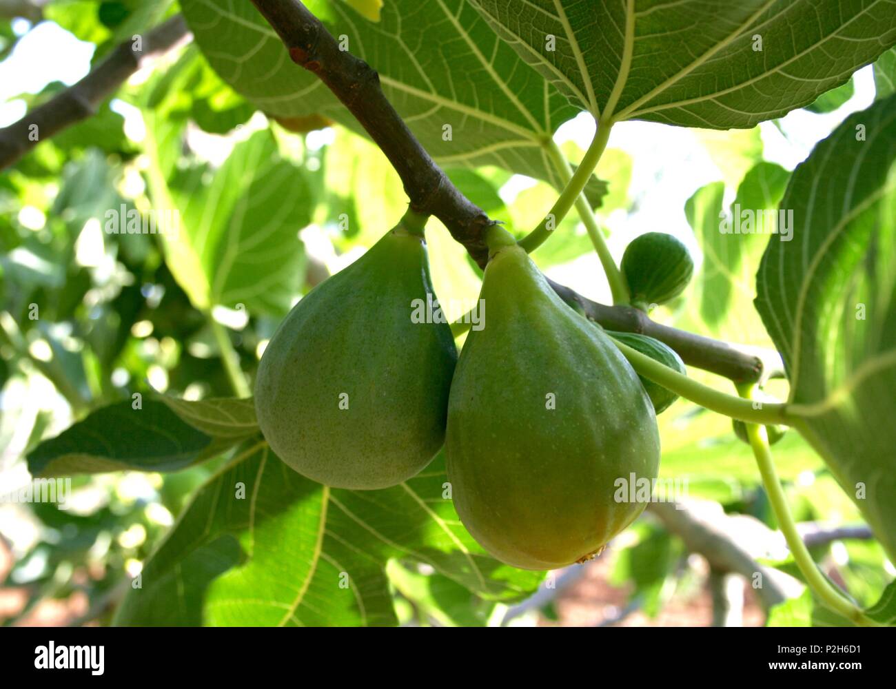 Figs on fig tree leaves hi-res stock photography and images - Alamy