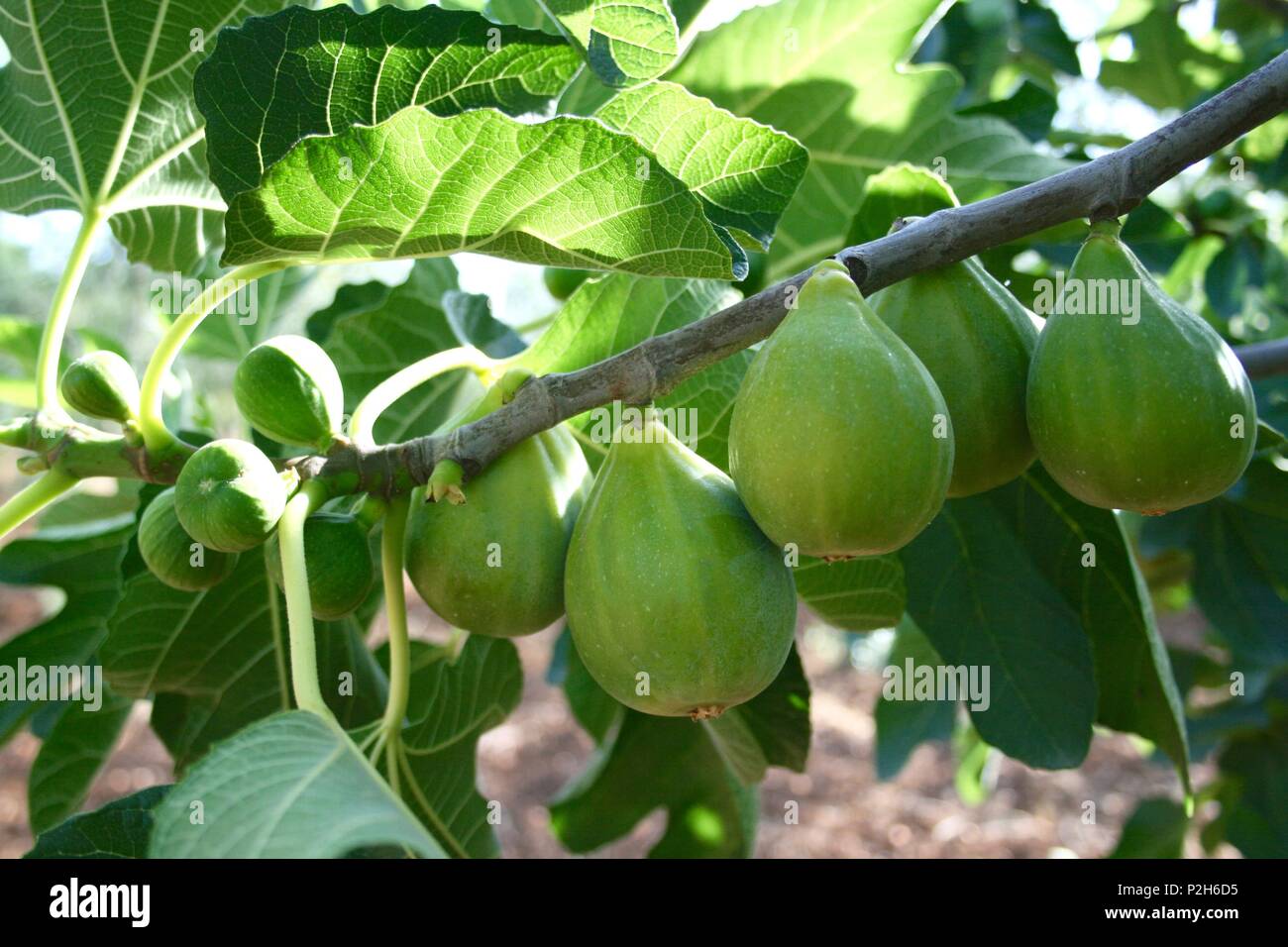 Fresh green figs on a branch of fig tree with green leaves Stock Photo ...