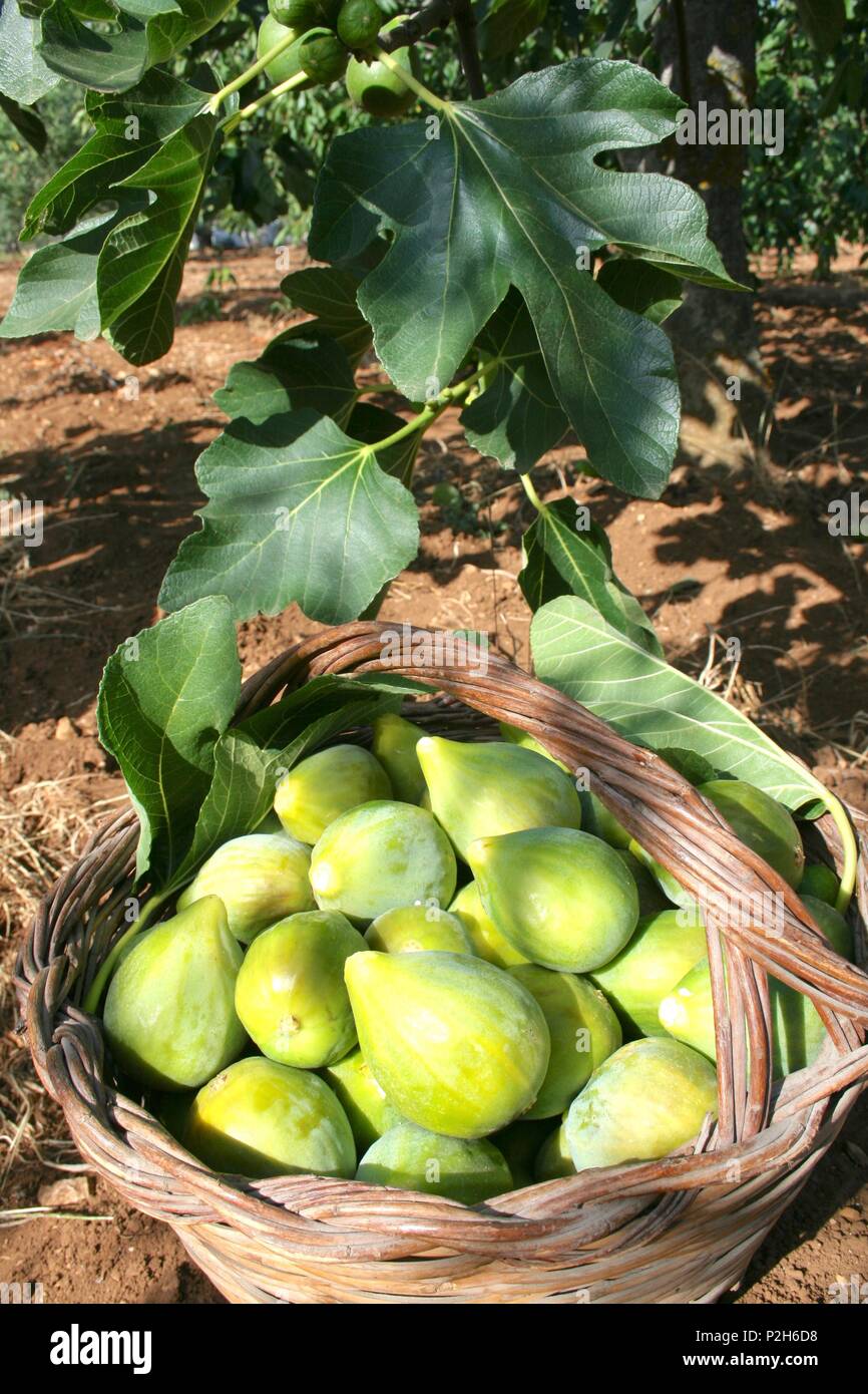 Fresh green figs with green leaves in a wicker basket Stock Photo - Alamy
