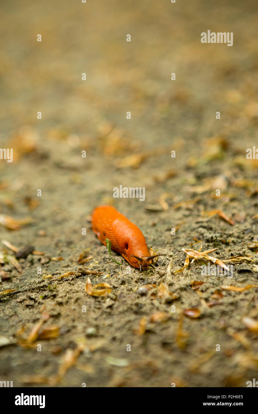 An orange slug creeping along forest path with blurred background ...