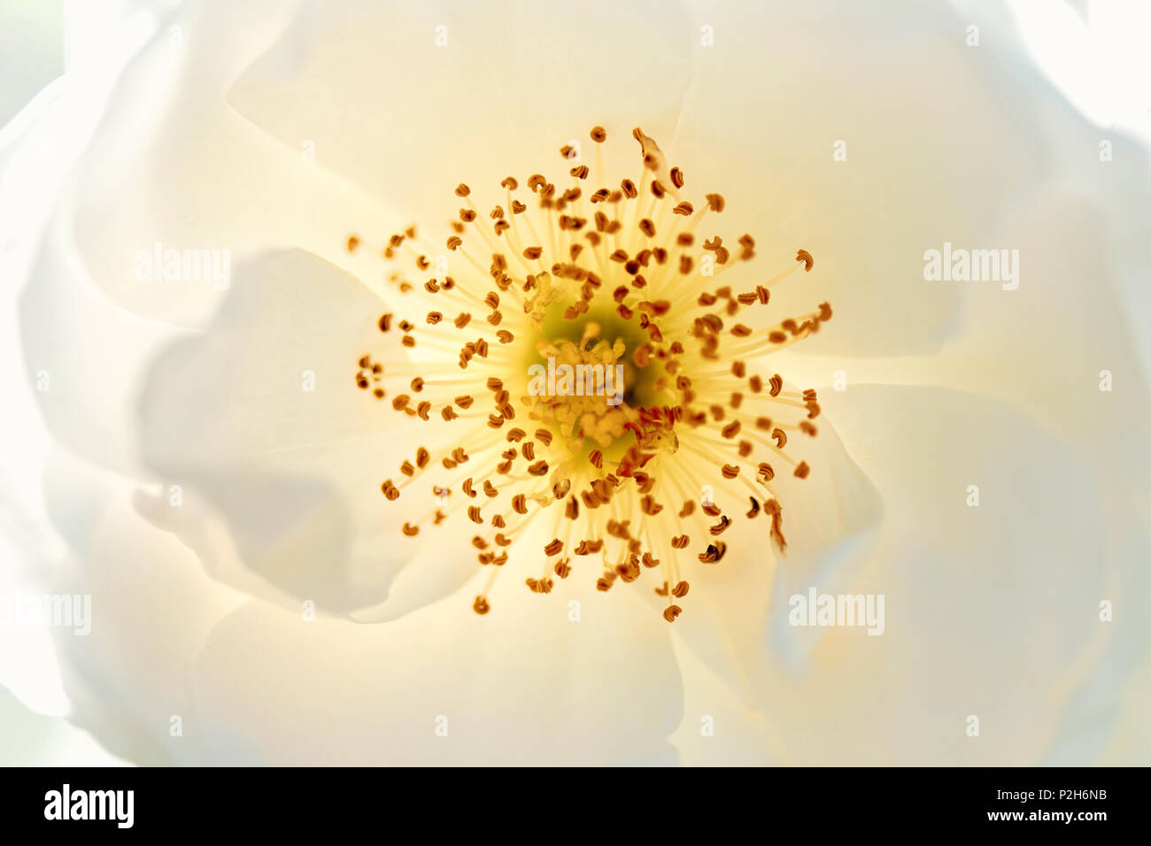White rose flower stamen structure - nature background White rose ...