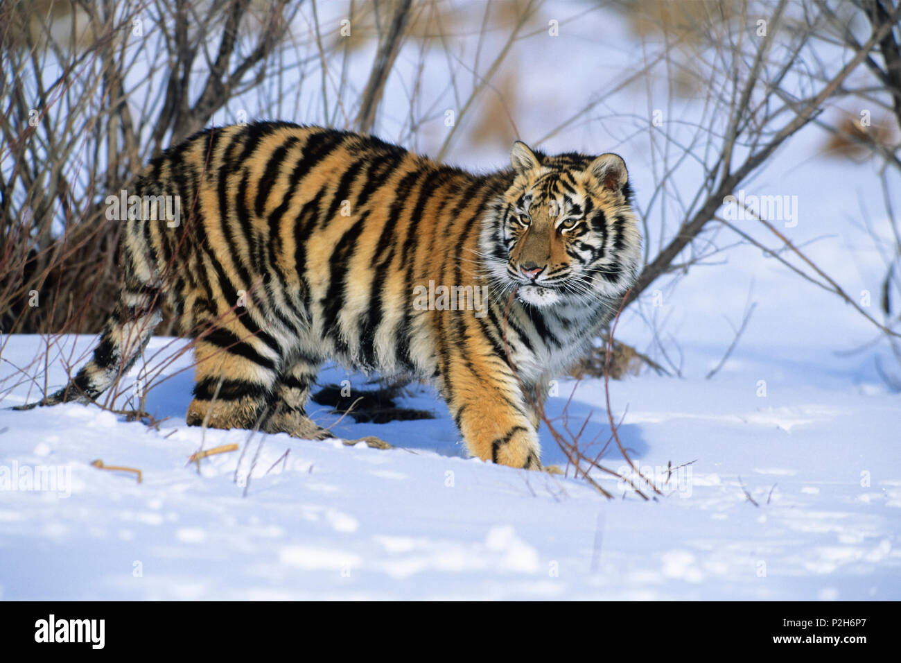 Young Siberian Tiger in snow, Panthera tigris altaica, China, captive ...
