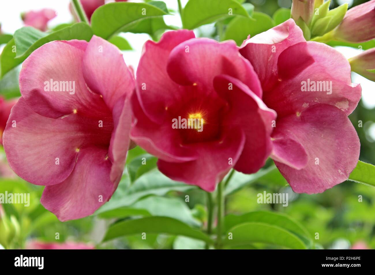 Purple Allamanda flower (Allamanda blanchetii) with green leaves and ...
