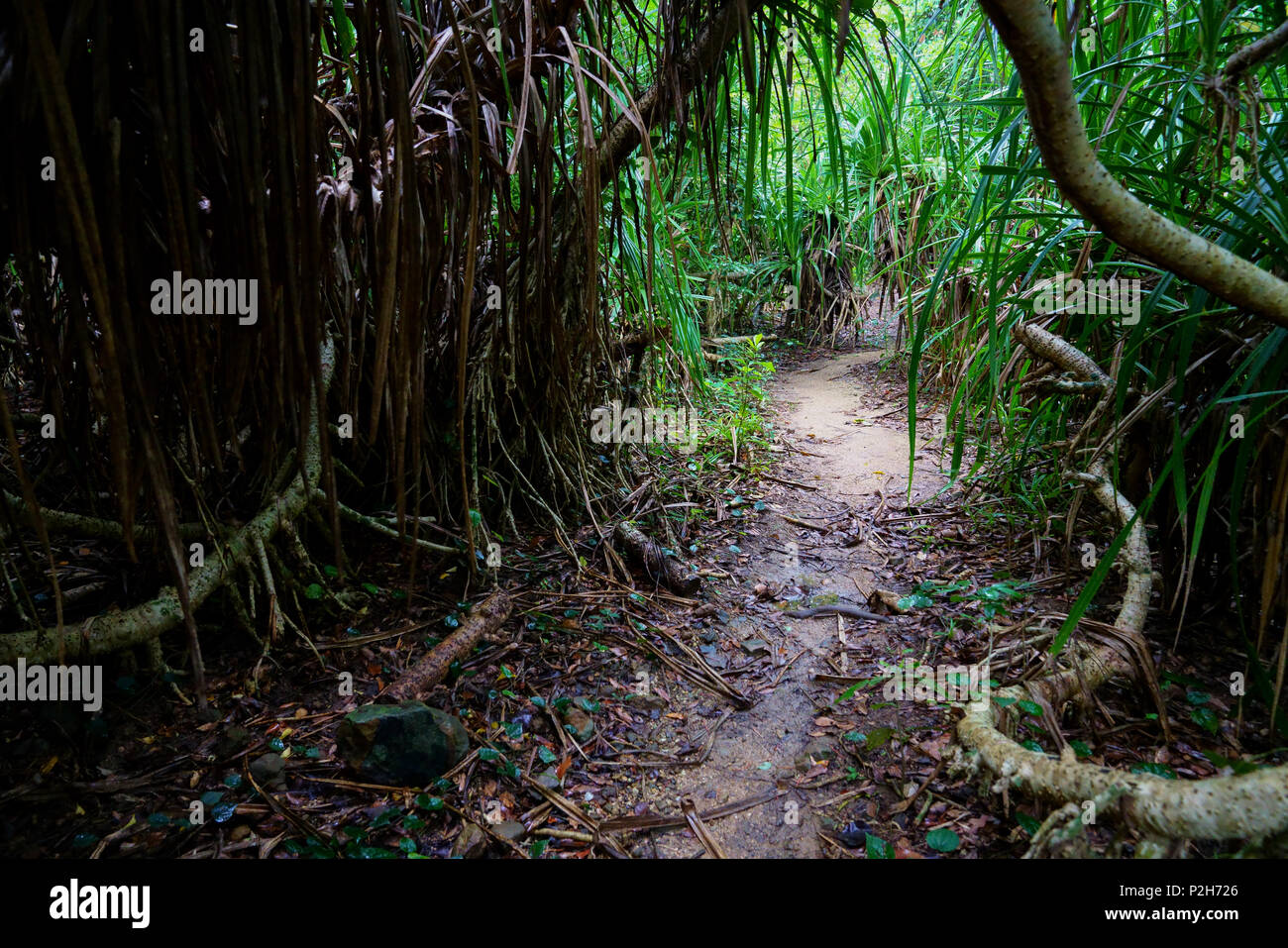 Japan jungle hi-res stock photography and images - Alamy