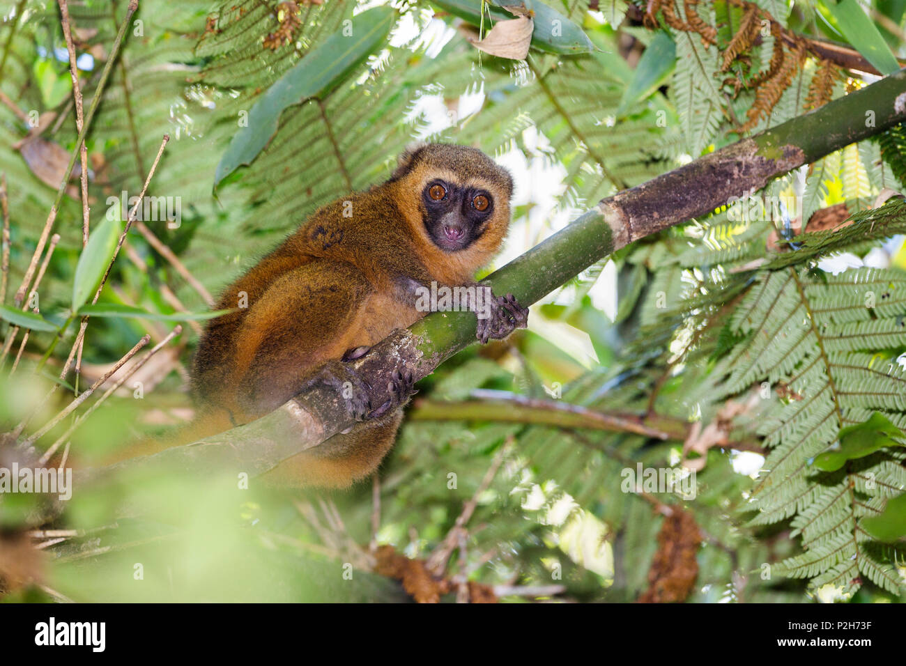 Golden bamboo hi-res stock photography and images - Alamy