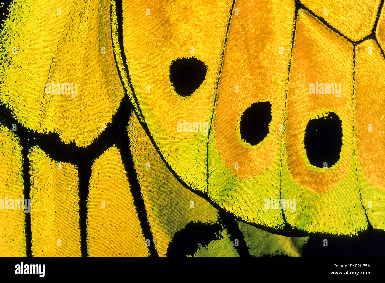 Wing detail of a male Goliath Birdwing Butterfly, Ornithoptera goliath ...