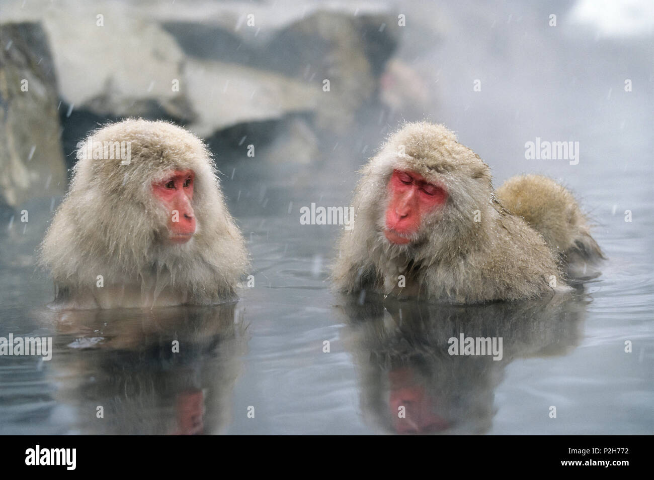 Snowmonkeys, Japanese Macaques in hot spring, Macaca fuscata, Japanese ...