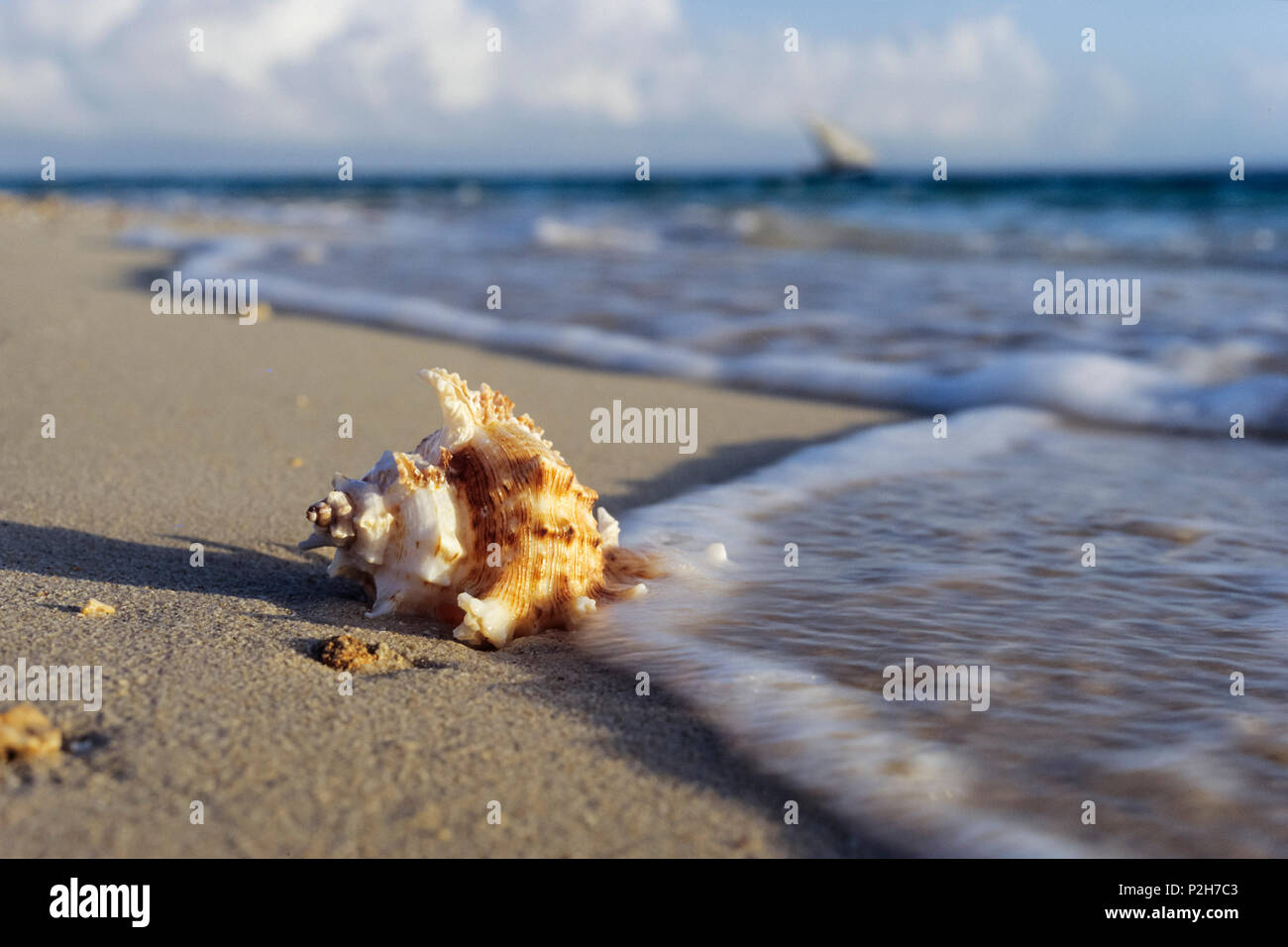 Snail shell on the beach, Zanzibar, Tanzania, East-Africa Stock Photo ...
