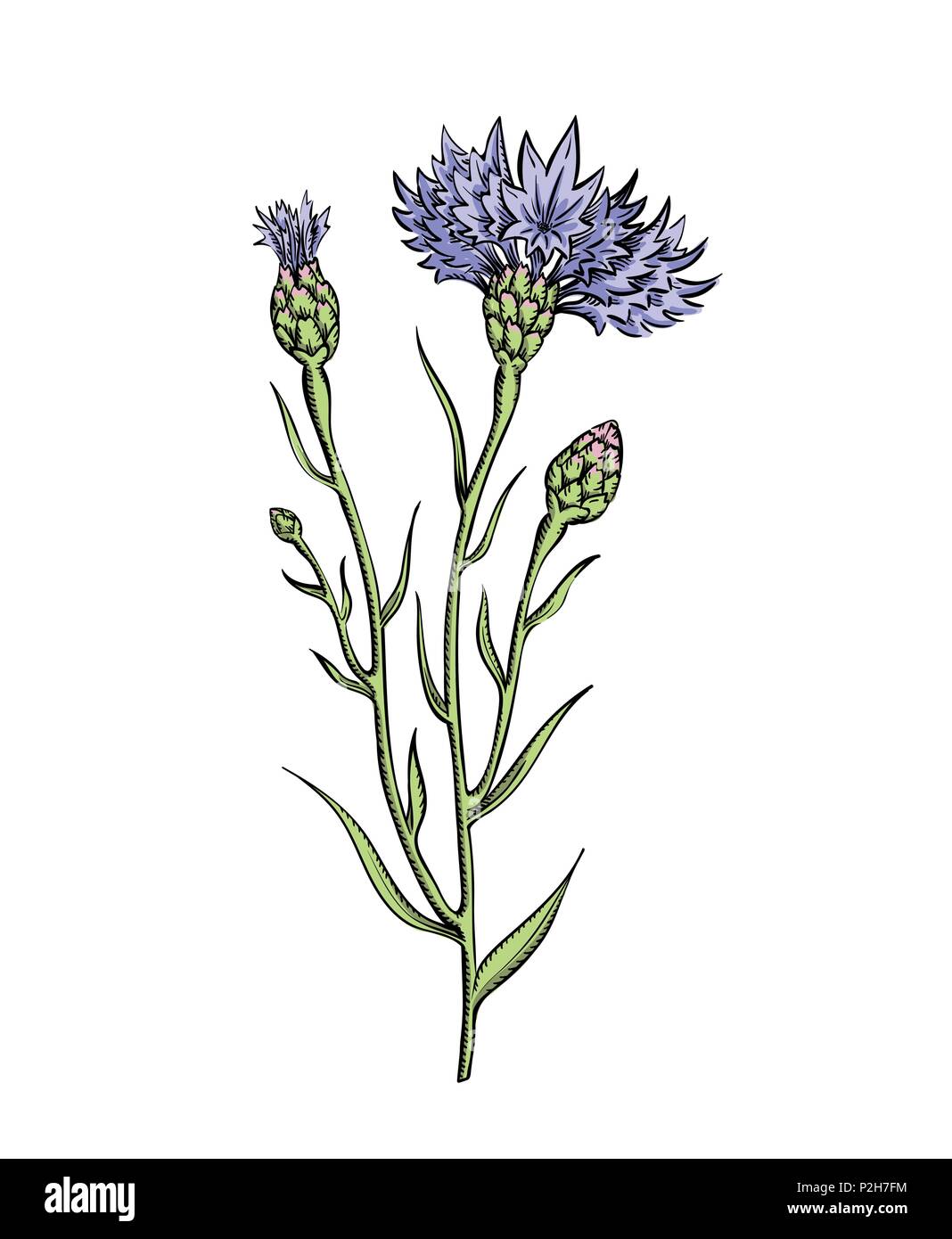 Cornflower Illustration