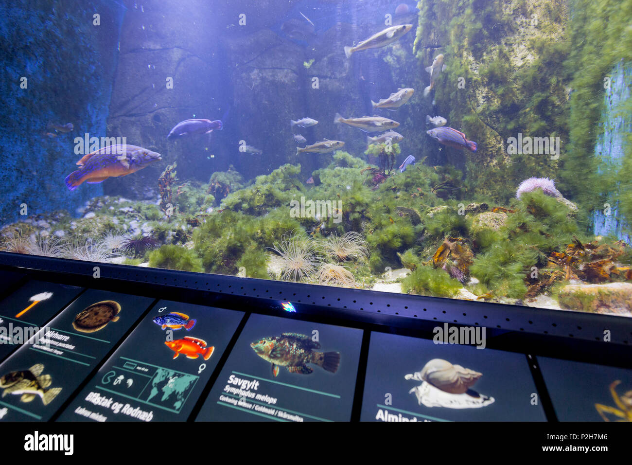 Den Bla Planet, Blue Plante Aquarium, Copenhagen, Denmark Stock Photo ...