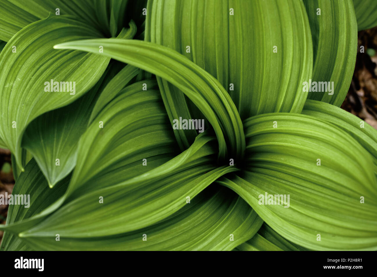 False vein hi-res stock photography and images - Alamy