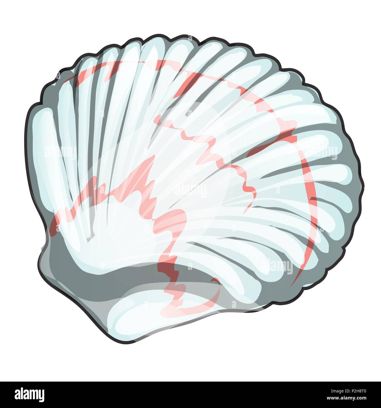 Scallop shell isolated on white background. Seafood and delicacies ...