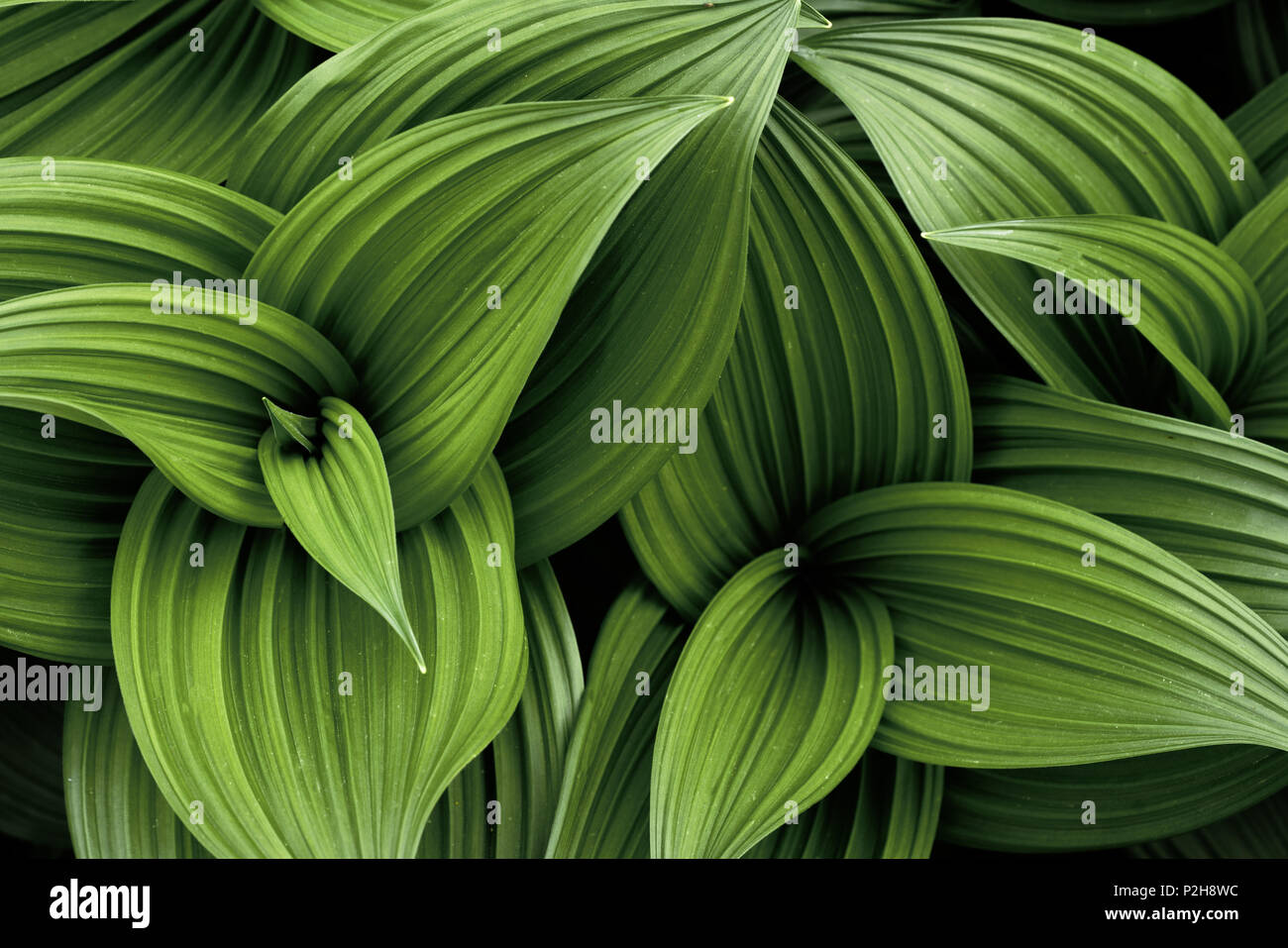 False vein hi-res stock photography and images - Alamy