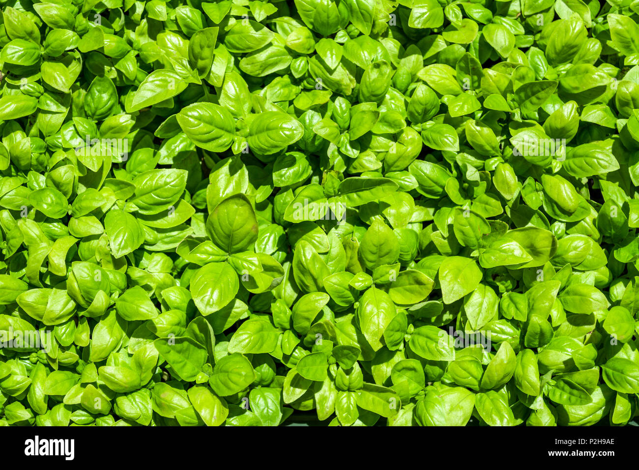 Pattern with the leaves of small basil plants in natural light Stock ...