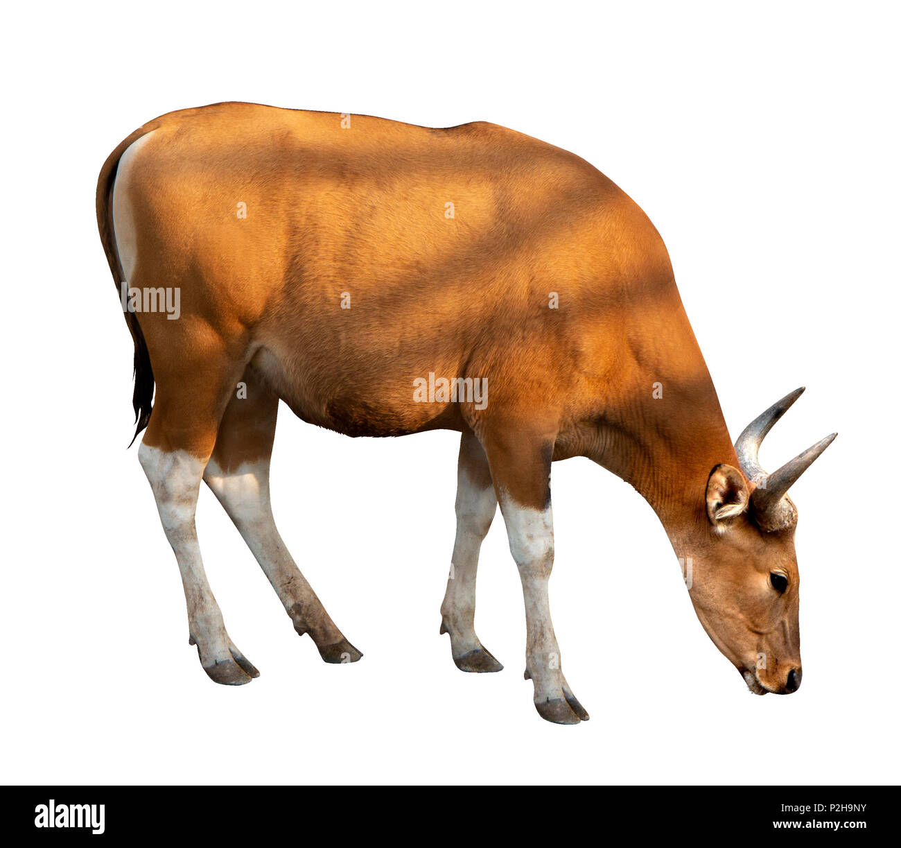 Wildlife sanctuary conservation Cut Out Stock Images & Pictures - Alamy