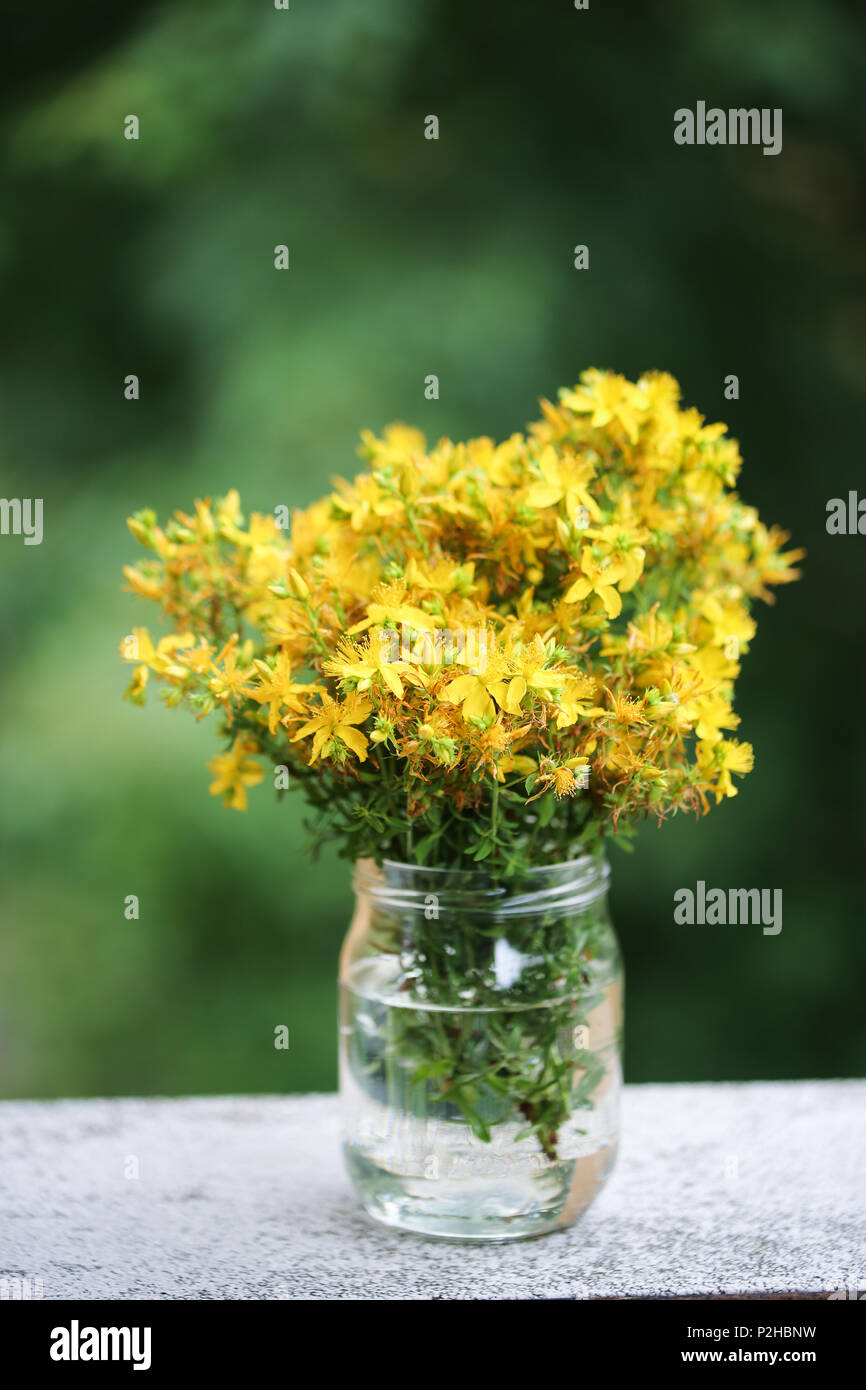 Yellow flower of St. John's wort Stock Photo - Alamy