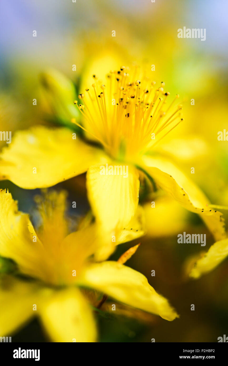 Yellow flower of St. John's wort Stock Photo - Alamy