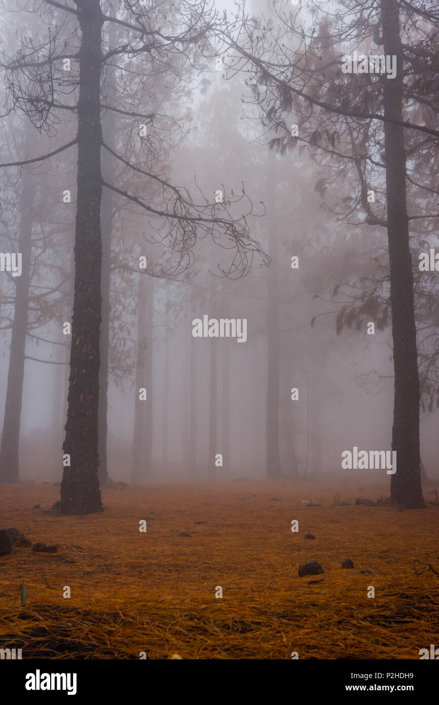 Mysterious burned down pine forest in fog hi-res stock photography and ...
