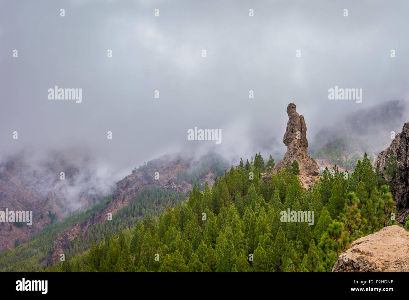 Rocky landscape and pine forest of Gran Canaria island around Roque ...