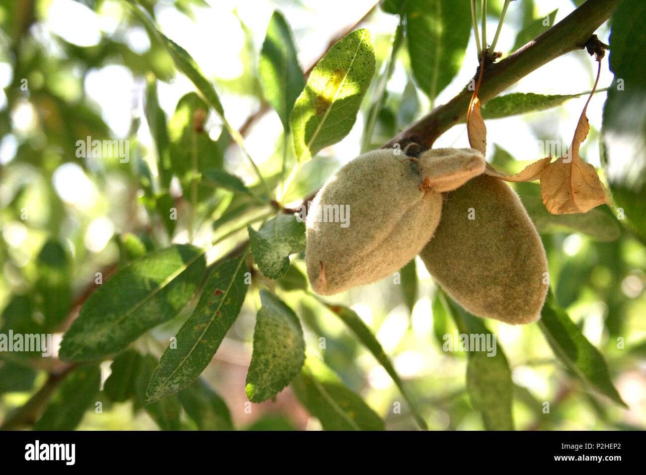 Almonds Growing