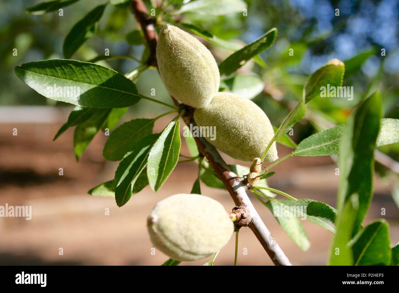 Almonds Growing