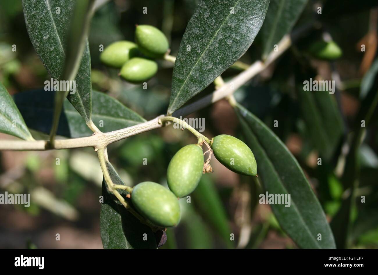 Young Olive Tree Stock Photos & Young Olive Tree Stock Images - Alamy
