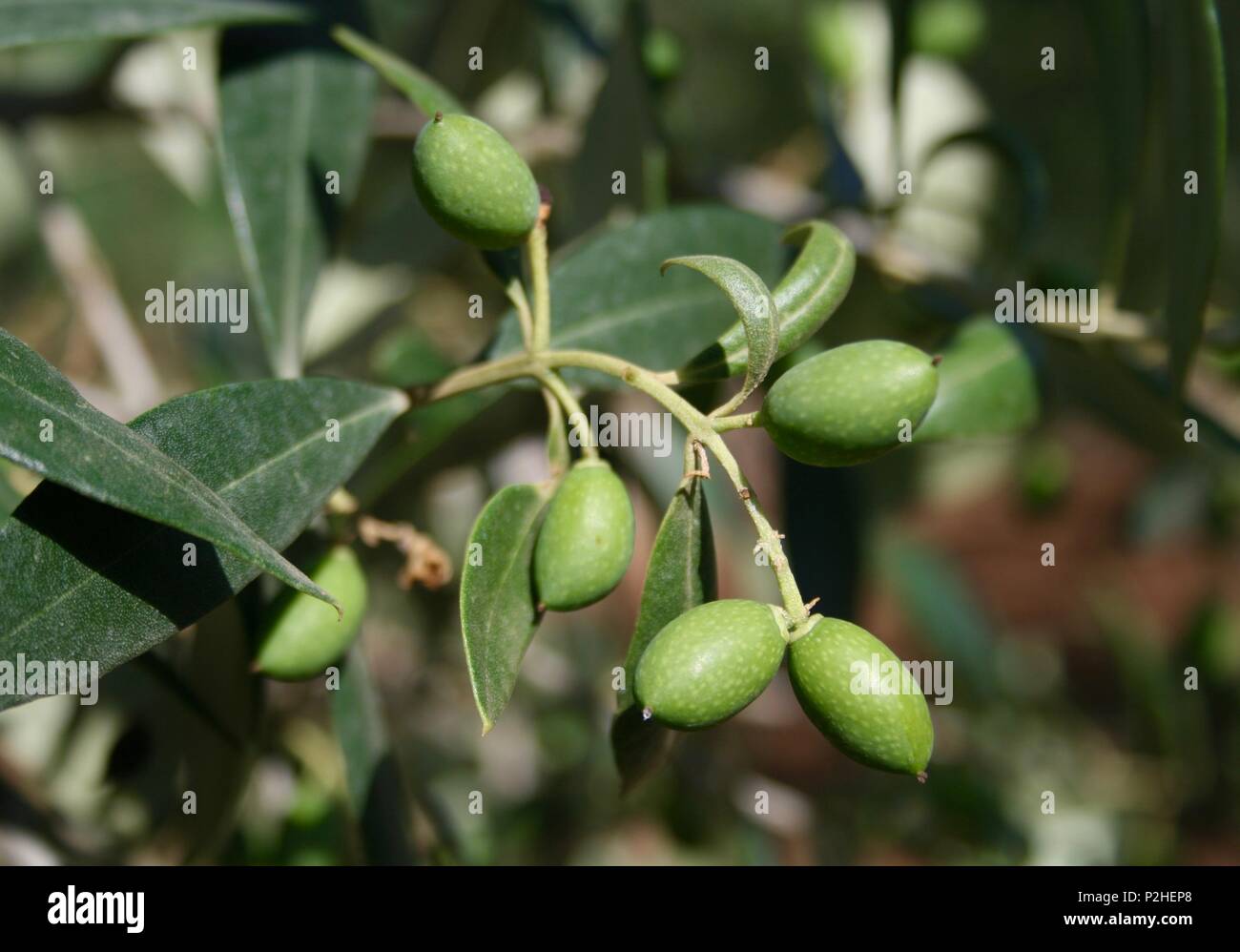 Young small green olives growing on the branch of an olive tree Stock ...