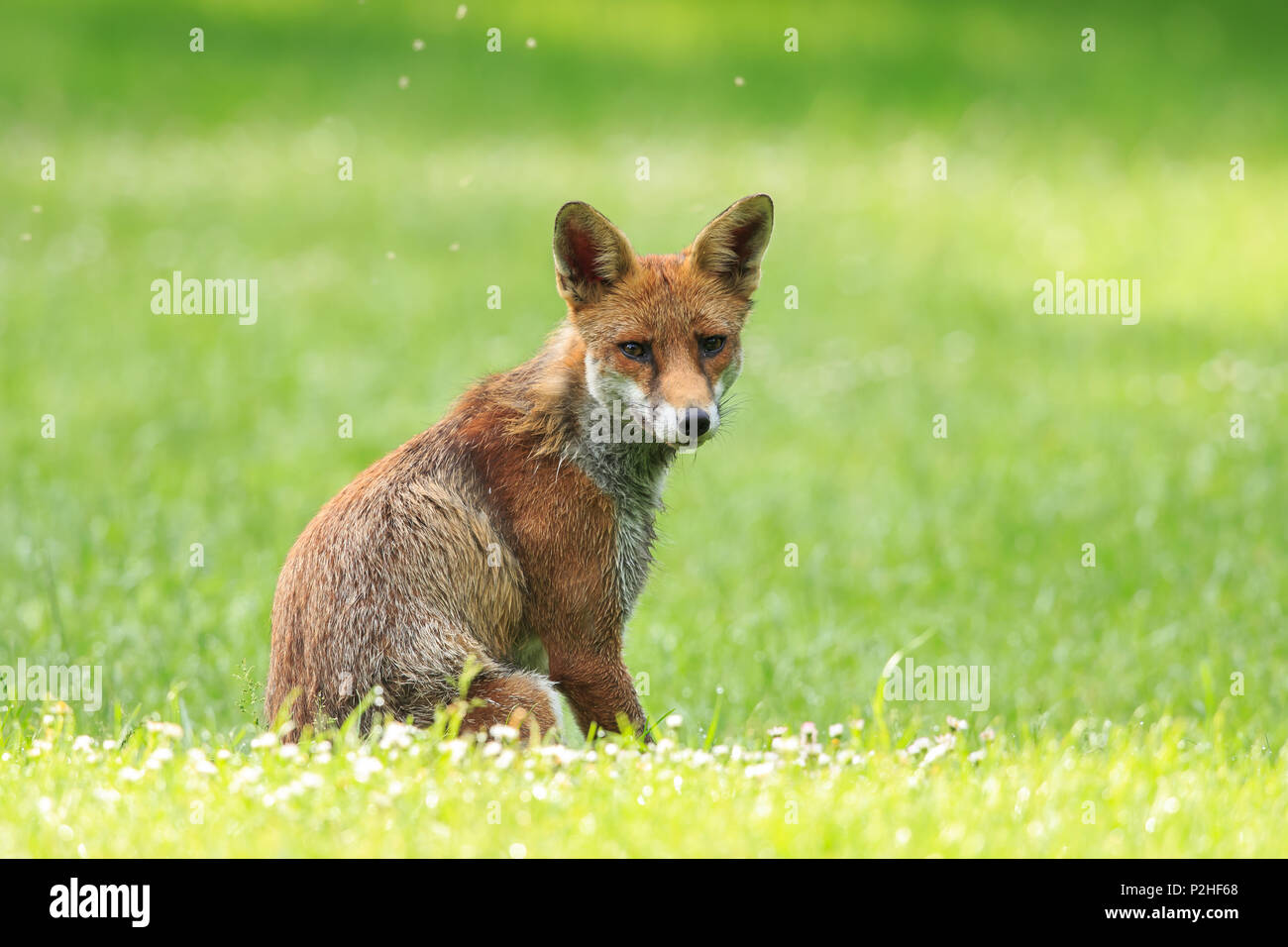 Juvenile red fox hi-res stock photography and images - Alamy
