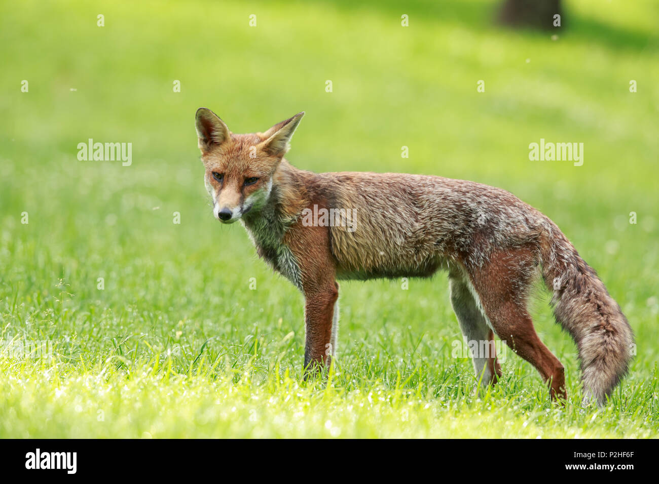 Juvenile fox hi-res stock photography and images - Alamy