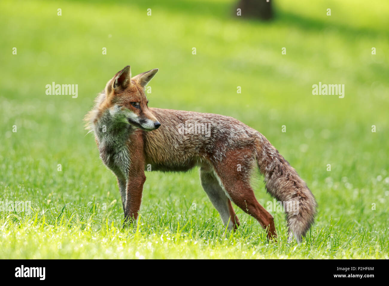 Juvenile red fox hi-res stock photography and images - Alamy