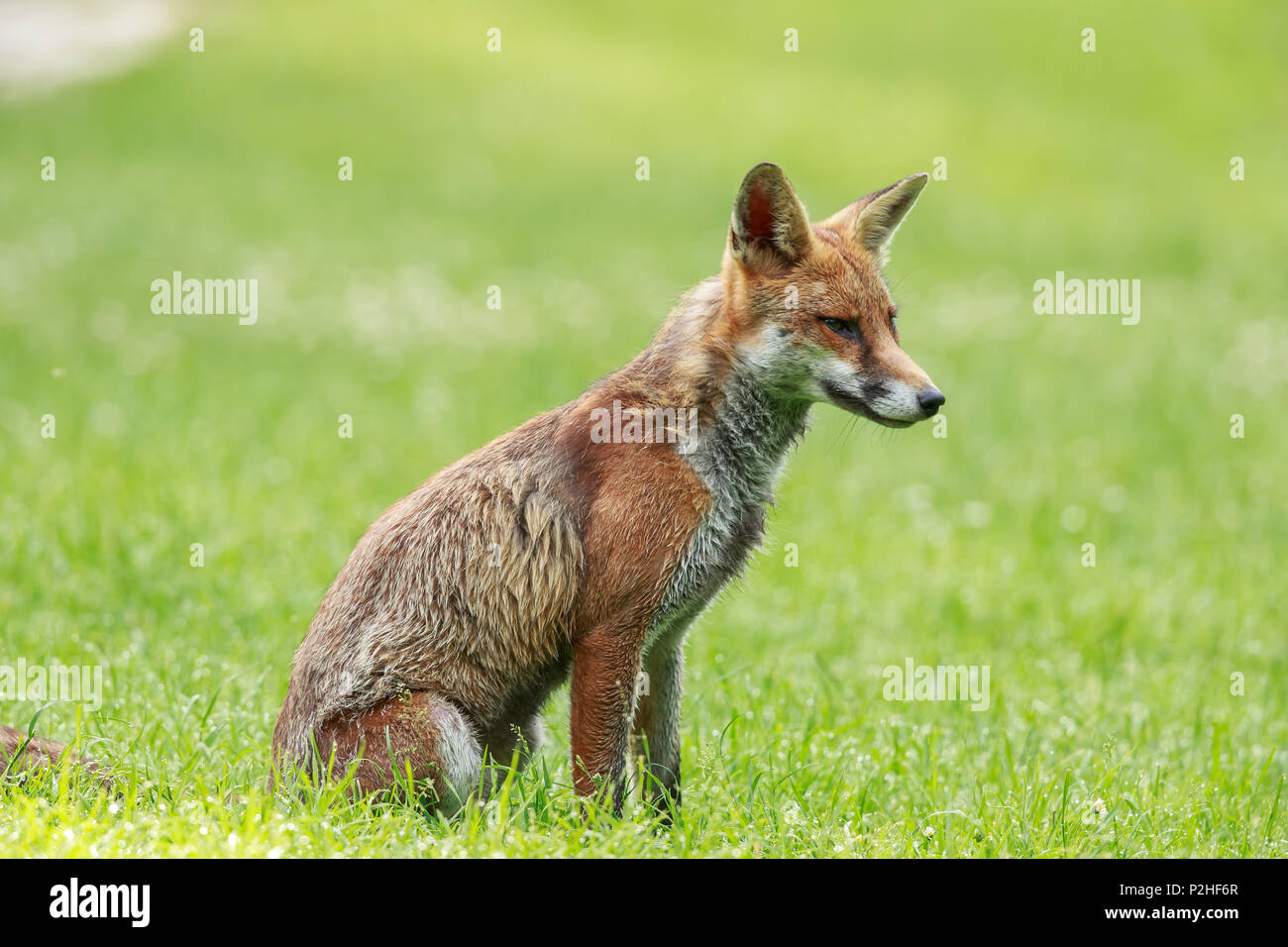 Juvenile red fox hi-res stock photography and images - Alamy