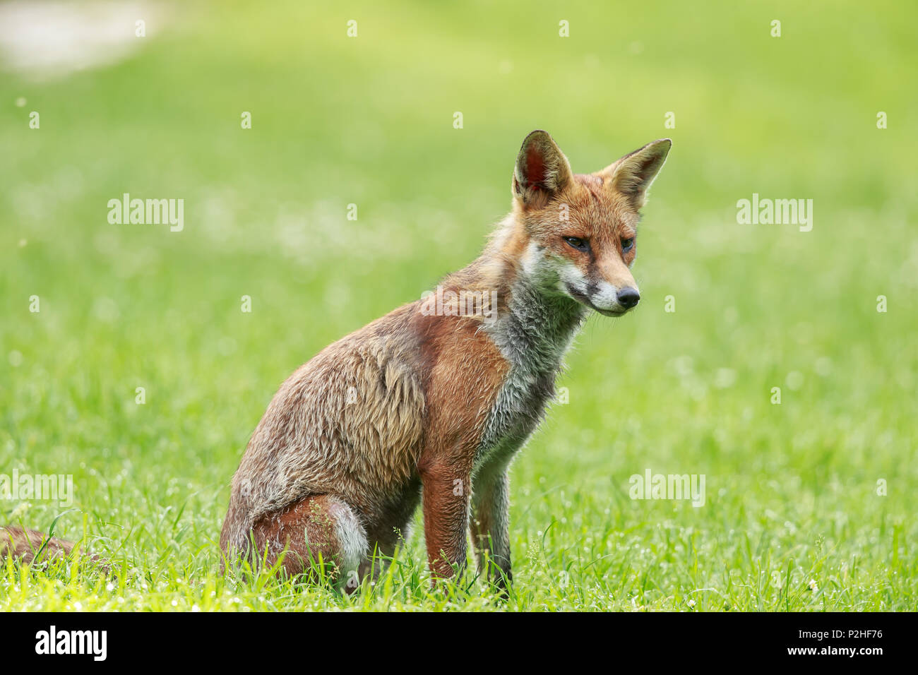 Juvenile red fox hi-res stock photography and images - Alamy