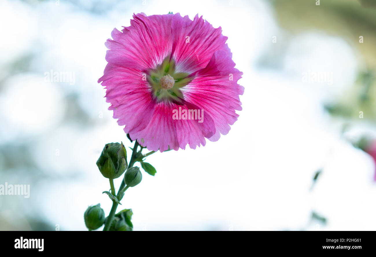 Pink hollyhock or Althaea rosea flower blossoms on a summer day in the ...