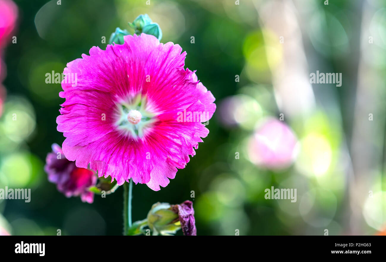 Pink hollyhock or Althaea rosea flower blossoms on a summer day in the ...