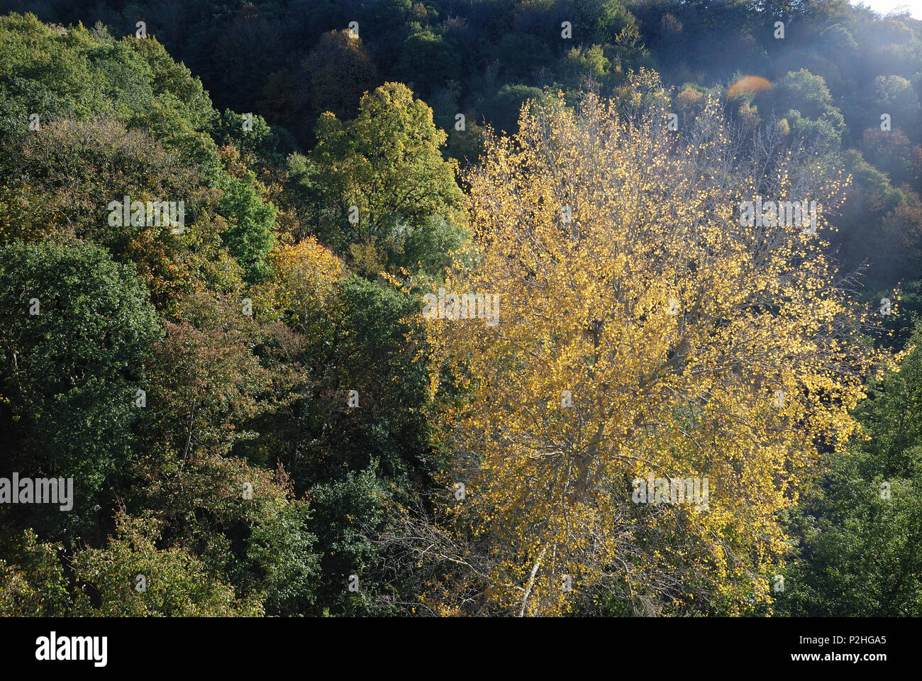 Tree in autumn colours Stock Photo - Alamy