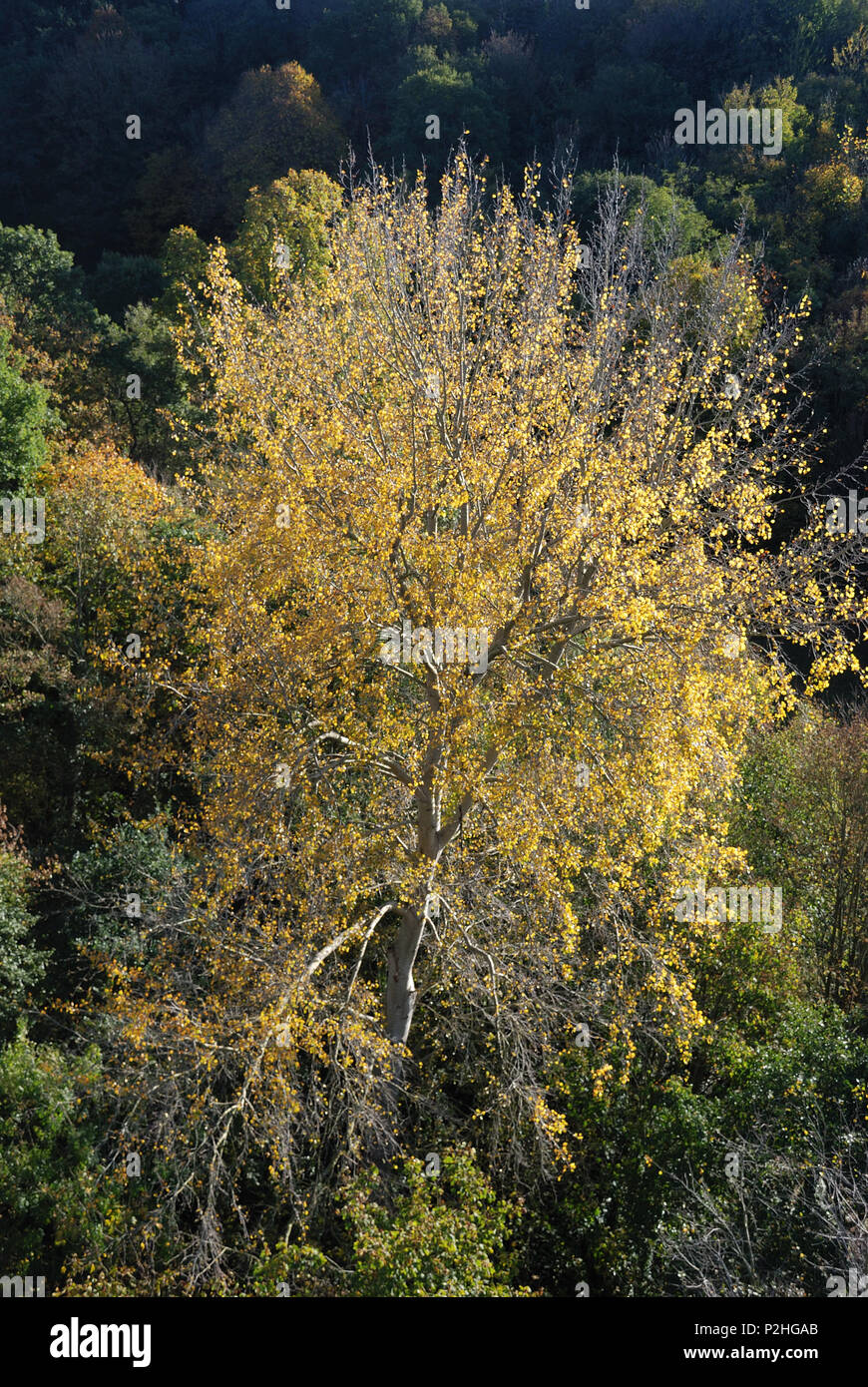 Tree in autumn colours Stock Photo - Alamy