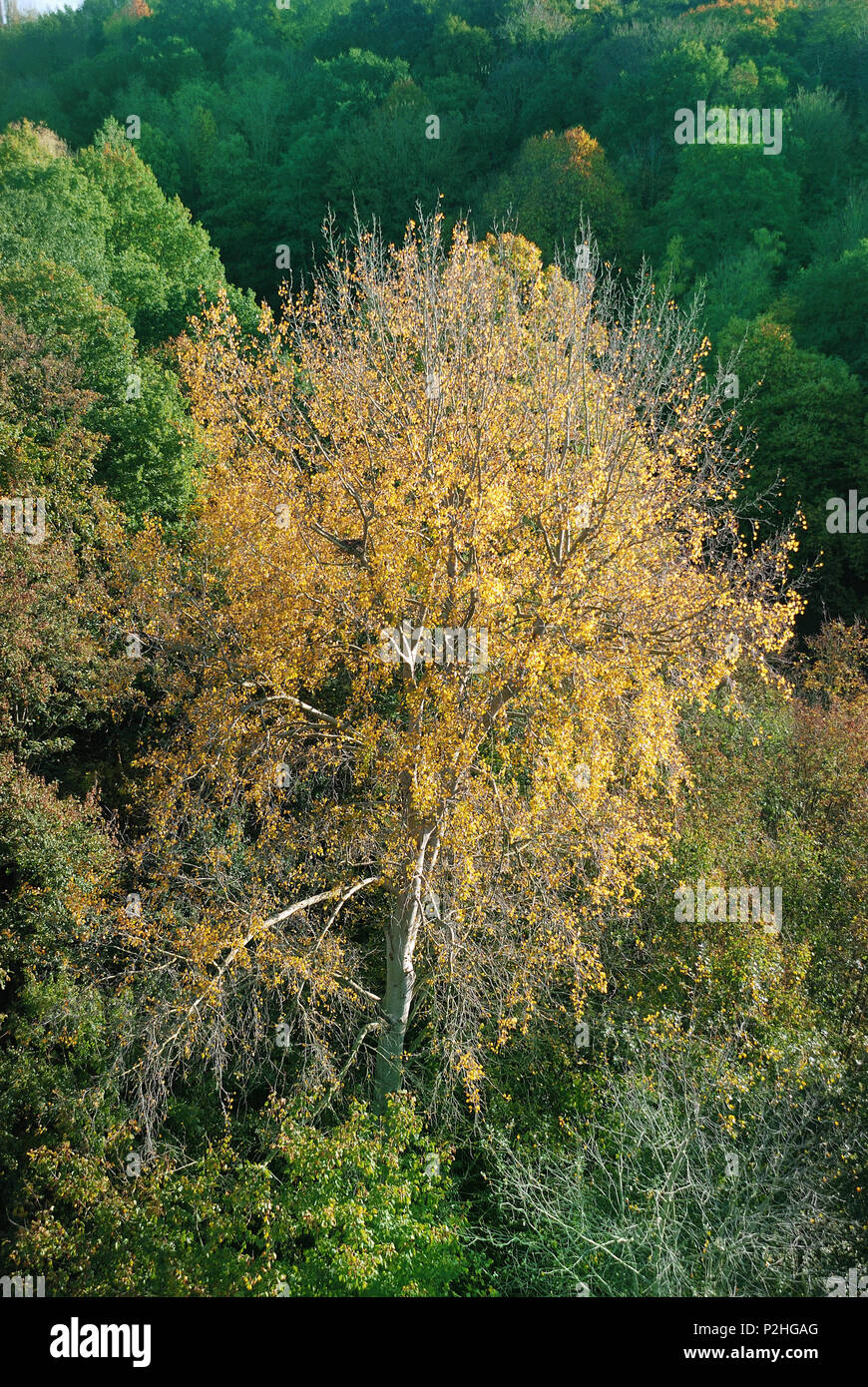 Tree in autumn colours Stock Photo - Alamy