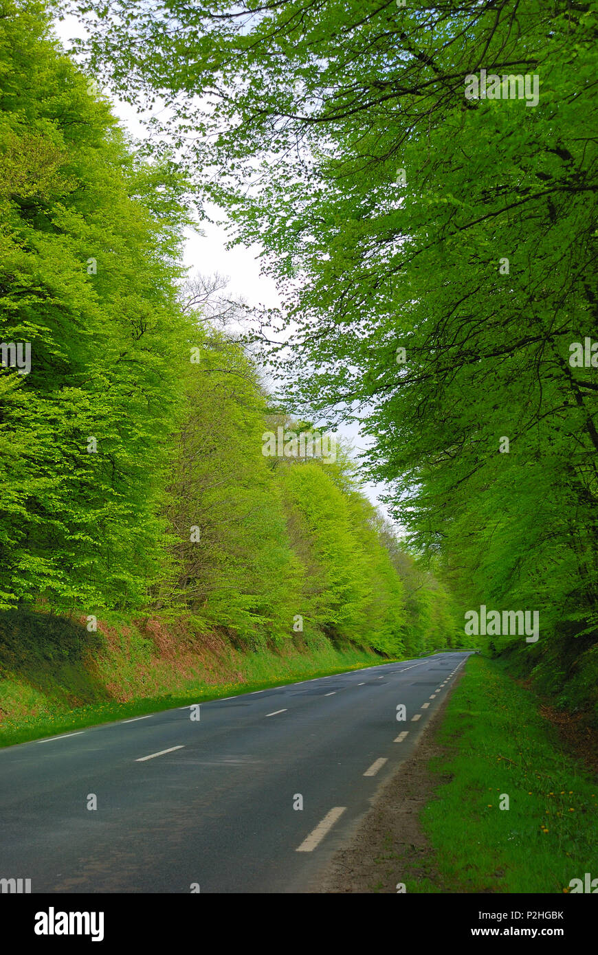 Arbre au printemps hi-res stock photography and images - Alamy