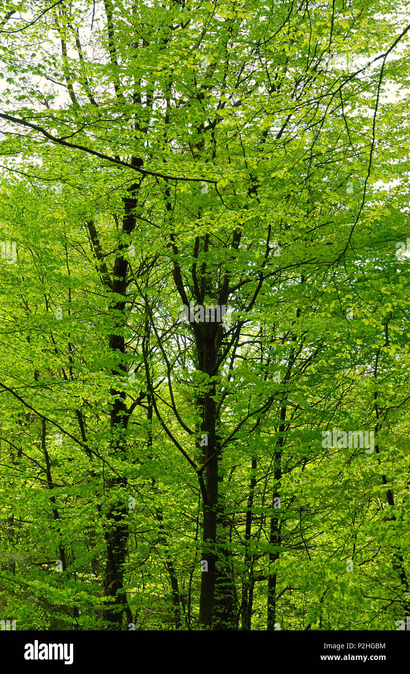Forêt au printemps Stock Photo - Alamy