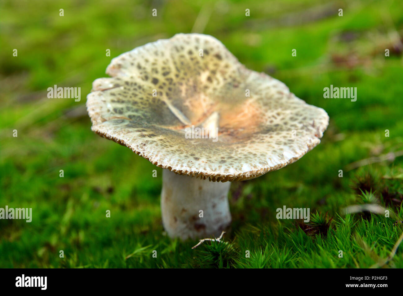 Russula virescens hi-res stock photography and images - Alamy