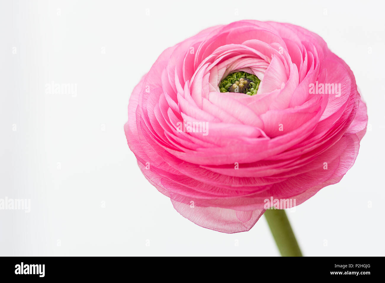 Single pink detailed buttercup (ranunculus) isolated on white ...