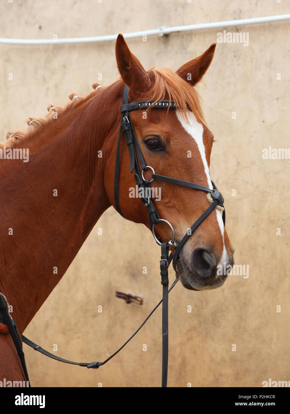 Dressage riding warmblood horse hi-res stock photography and images - Alamy