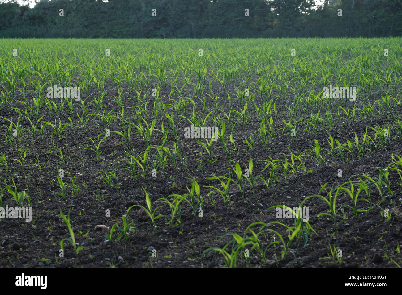 Baby sweetcorn hi-res stock photography and images - Alamy