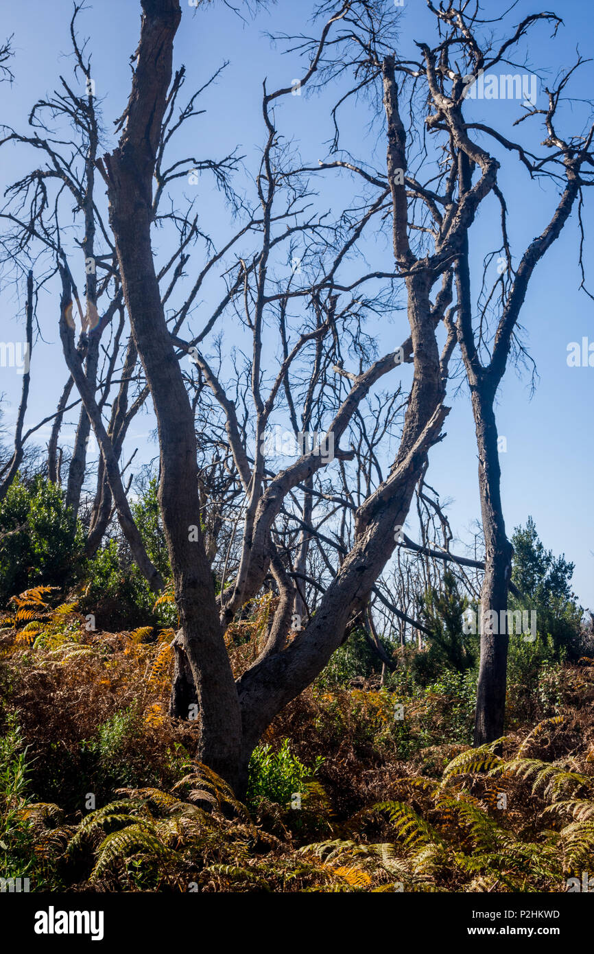 Lichen growth burnt tree texture hi-res stock photography and images ...