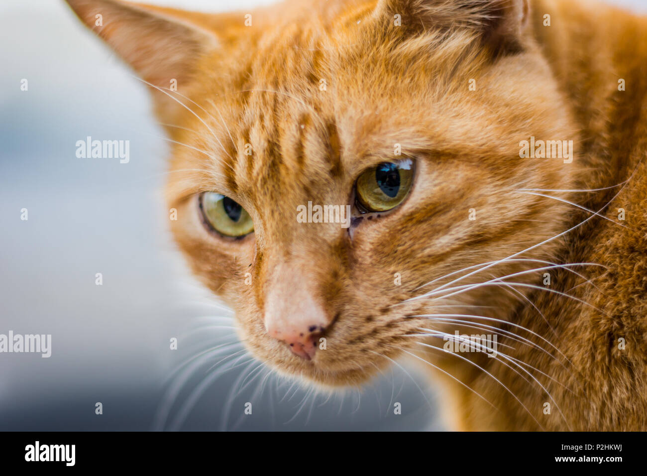 Portrait of orange cat against light background Stock Photo - Alamy