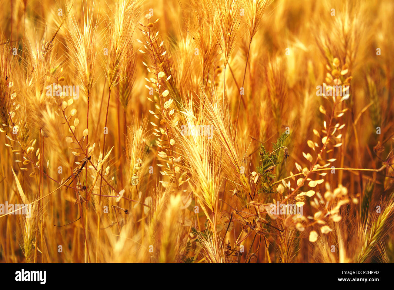yellow grass, texture, background Stock Photo - Alamy