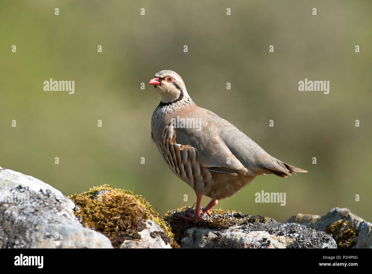 Red-legged Partridge (Alectoris rufa Stock Photo - Alamy