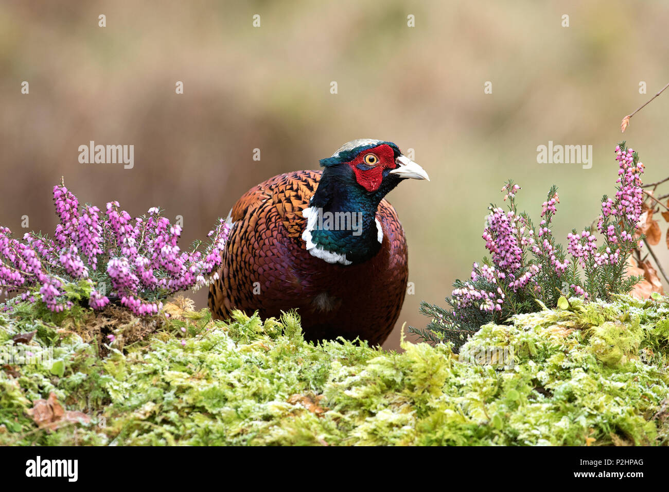 Pheasant (Phasianus colchicus Stock Photo - Alamy